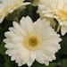 Gerbera Seed White Gerbera Daisy Flower Seeds 20 Seeds - Etsy