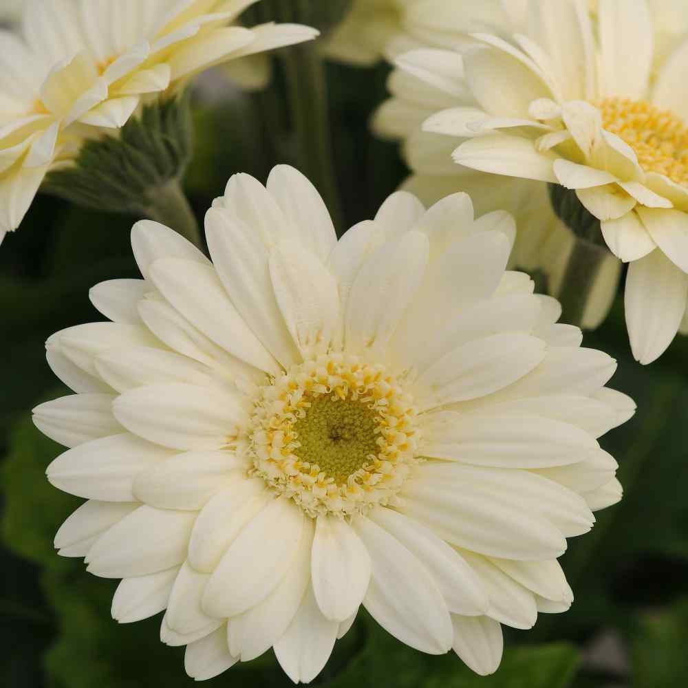 Gerbera Seed - White Gerbera Daisy Flower Seeds - 20 Seeds - Etsy
