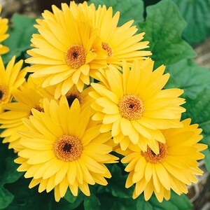 Gerbera Seed - Gerbera Daisy Yellow Flower Seeds - 10 Seeds - Etsy