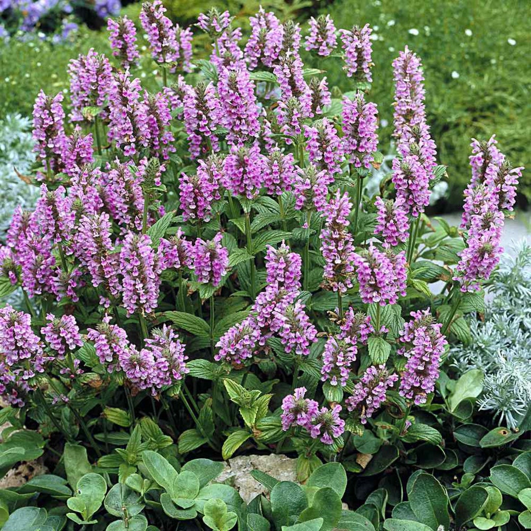 Catmint Seeds - Nepeta Nervosa Pink Catmint Flower Seed - 200 Seeds - Etsy