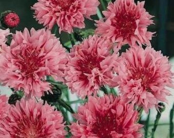 BACHLOR BUTTON RED Flower Seeds. Stunning Bright Red Blooms. 300 Seeds ...