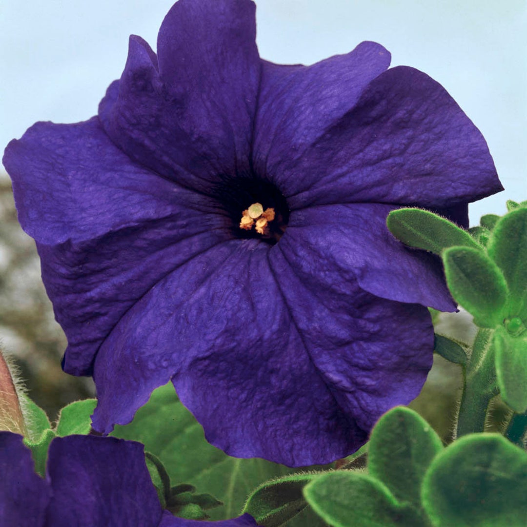 Petunia Grandiflora Seeds - Blue Petunia Flower Seed - 250 Seeds - Etsy
