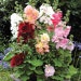 Alcea Rosea Spring Celebrities Hollyhock Flower Seeds Mix 20 Seeds - Etsy