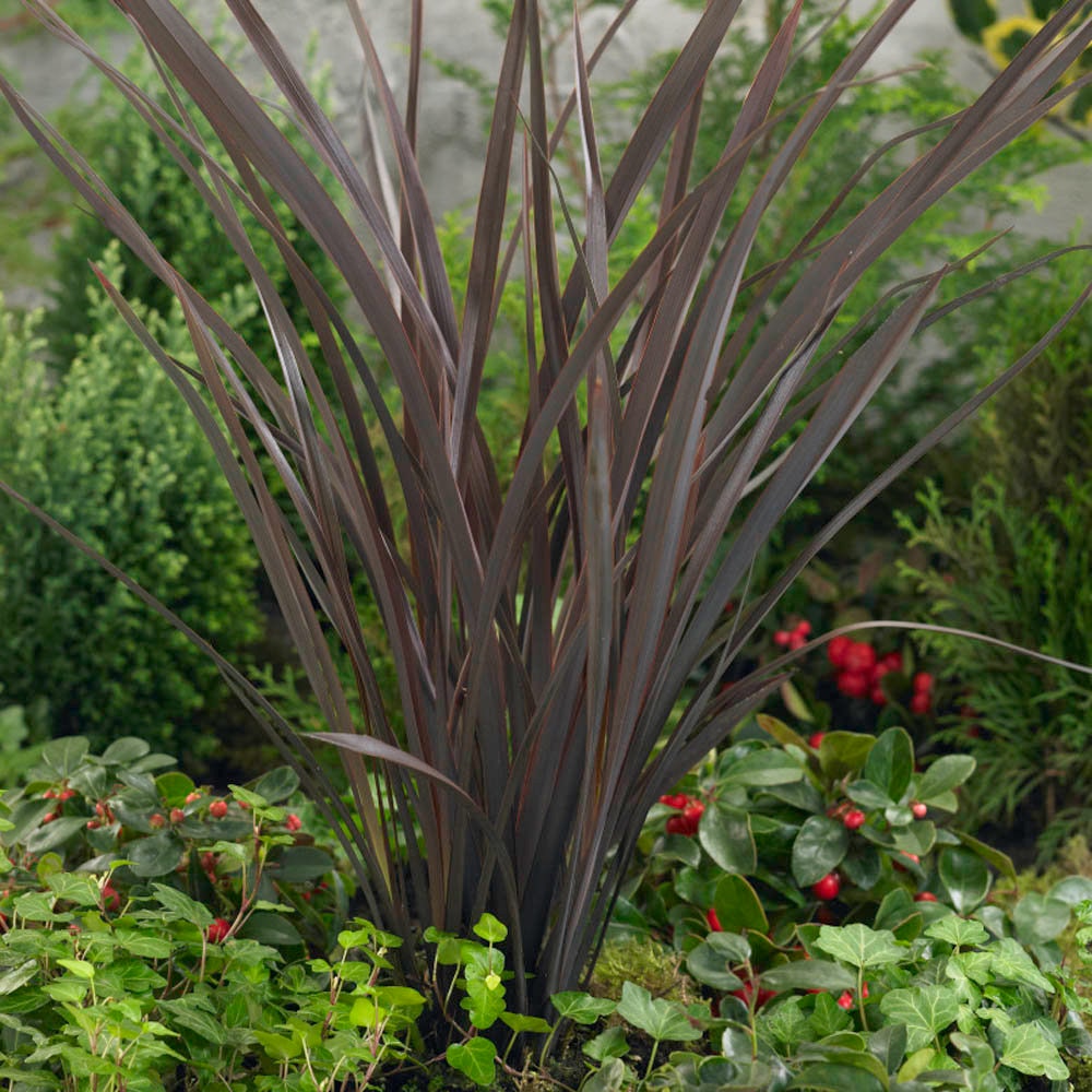 New Zealand Flax Purpureum - Phormium Tenax Ornamental Grass - 200 ...