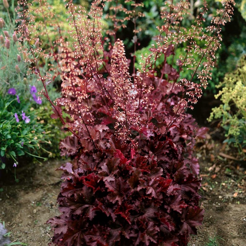 Heuchera Seeds Heuchera coral Bells Melting Fire Flower Seed 50 Seeds ...
