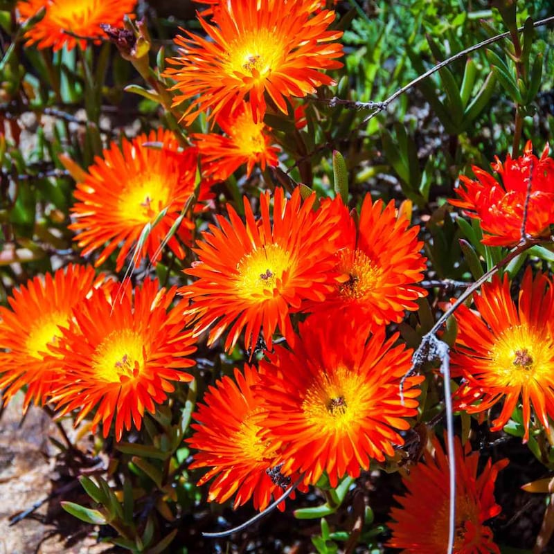 Ice Plants Live - Etsy