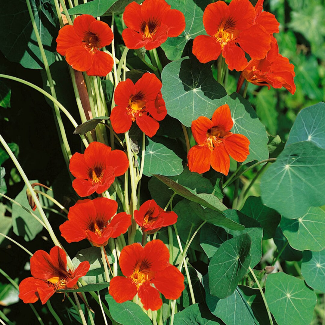 Nasturtium Seeds - Climbing Spitfire Flower Seed - 400 Seeds - Etsy