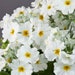 Fairy Primrose Seeds - Primula Malacoides White Flower Seeds - 1000 ...