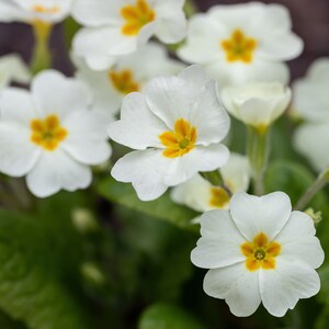 Common Primrose Seed - White Primula Acaulis Flower Seeds - 200 Seeds ...