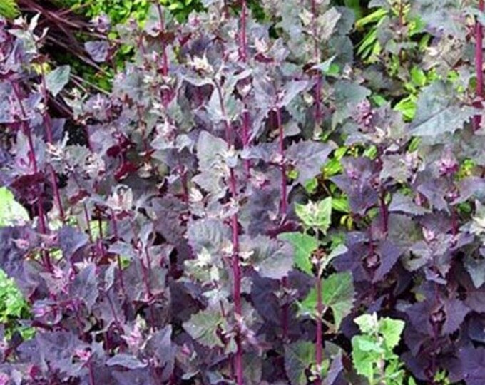 TREE SPINACH Seeds FREE Shipping Fresh & Organic Chenopodium Giganteum ...