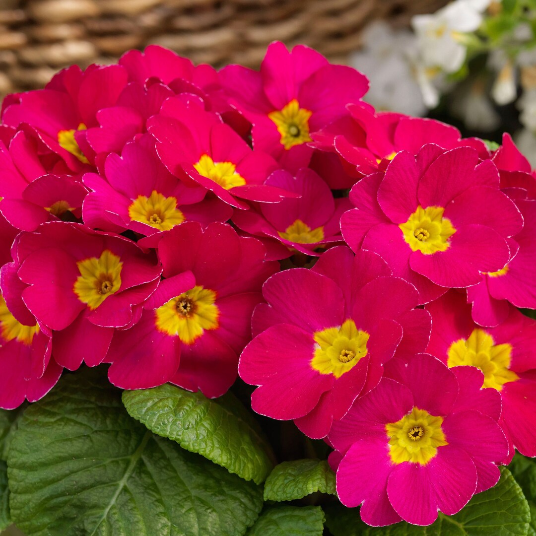 Primula Acaulis Danessa Pink Shades Garden Flower Seeds - 50 Seeds - Etsy