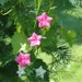 Cypress Vine Seed - Ipomoea Pennata Rose Flower Seeds - 200 Seeds - Etsy