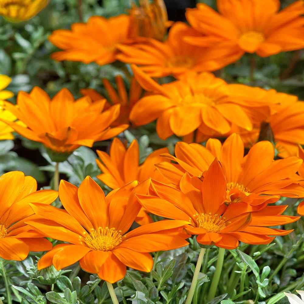 Drought Tolerant Orange Treasure Flower Gazania Ground Cover Plant ...