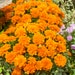 French Marigold Tagetes Patula Durango Tangerine Flower Seeds - 500 ...