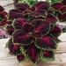 Red Coleus Foliage Plant Seed Coleus Red Kong Flower Seed 20 Seeds - Etsy