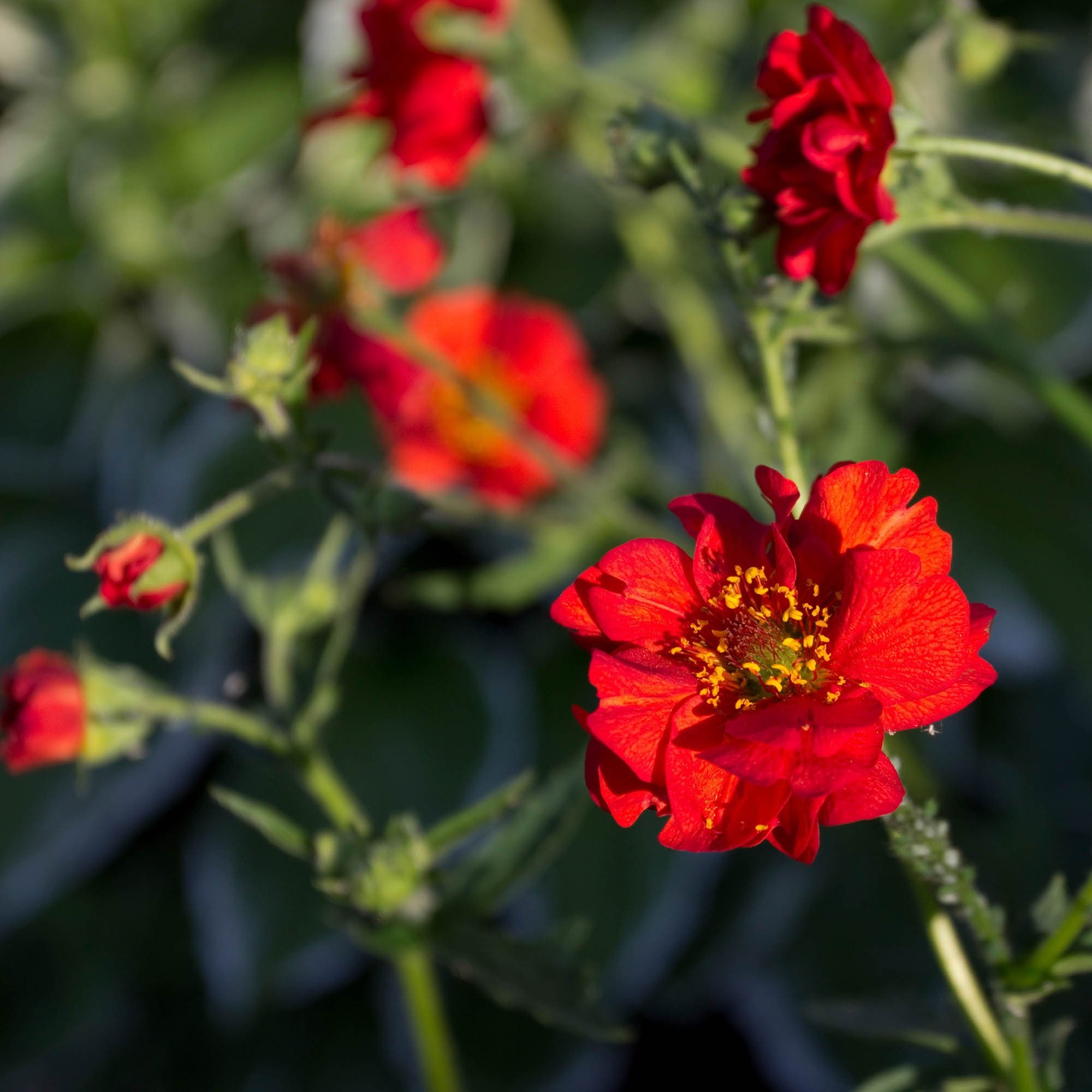 Geum Seed Geum Avens Mrs. Bradshaw Flower Seeds 4000 Seeds - Etsy