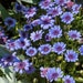 Blue Daisy Seed Felicia Heterophylla Blue Flower Seeds 2000 Seeds - Etsy