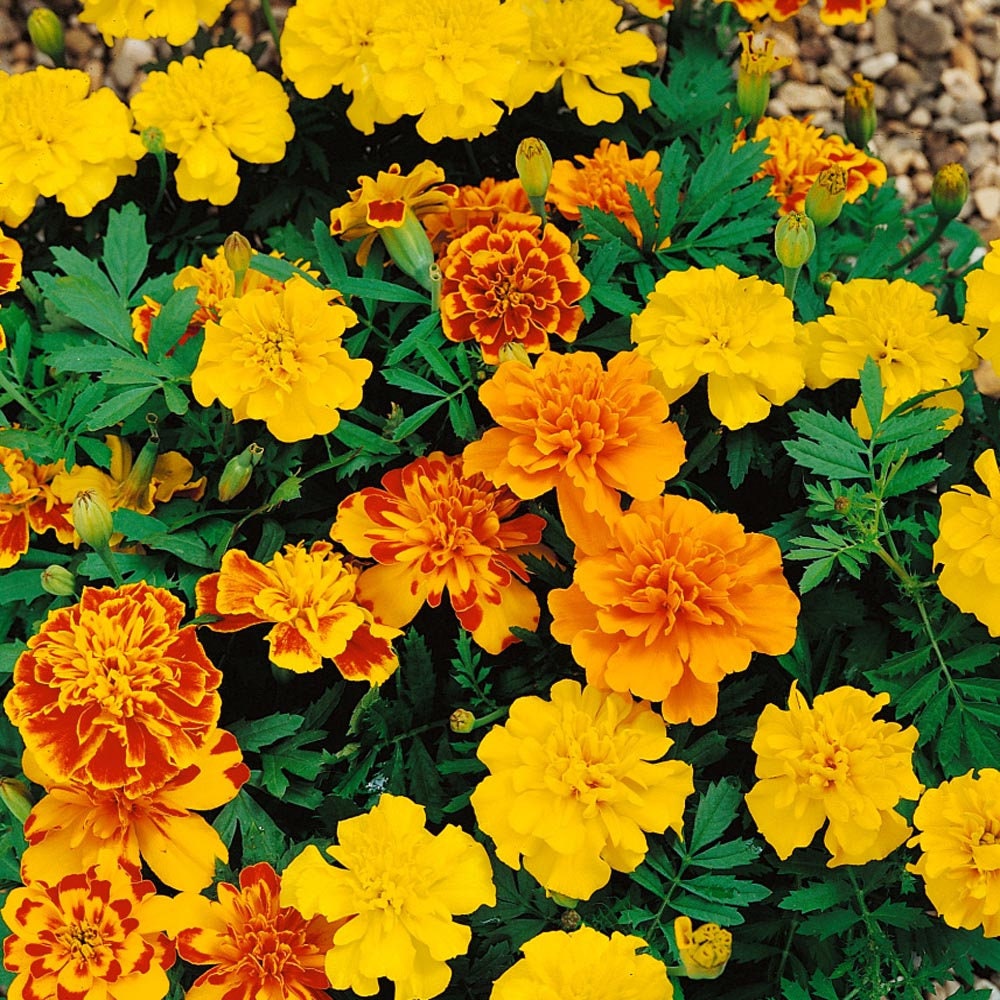 Bonanza French Marigold Flower Seed Mix 500 Seeds - Etsy