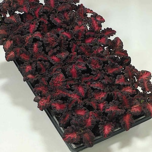 Coleus Seeds - Coleus Black Dragon Flower Seed - Dark Foliage Plants ...