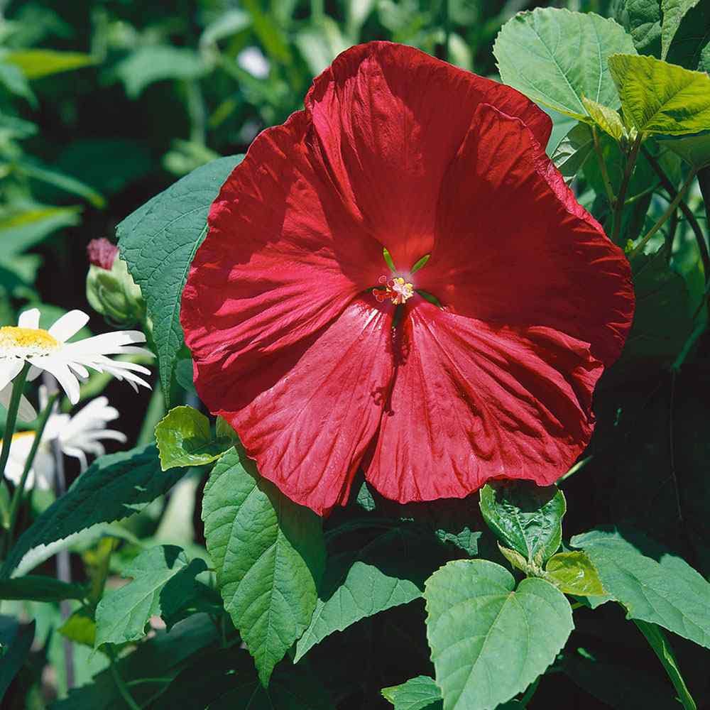 Hibiscus Seed Luna Red Hardy Hibiscus Flower Seeds 10 - Etsy