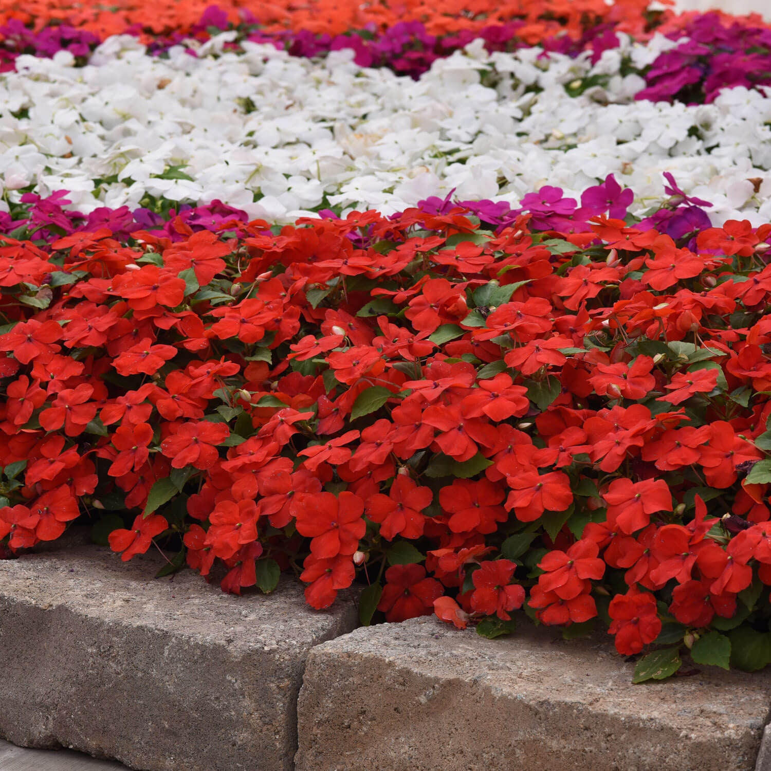 Bright Red Impatiens Container Plant Flower Seeds - 150 Seeds - Etsy