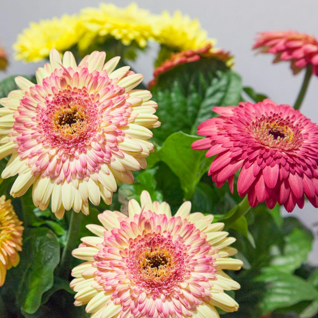 Gerbera Jamesonii Cartwheel Strawberry Twist Flower Seed Mix - 20 Seeds ...