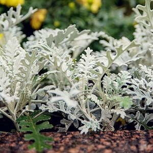 Dusty Miller Seeds - Cineraria Maritima Silverdust Flower Seeds - 5000 ...