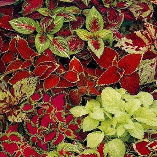 Coleus Fairway Mix Seed Flower Seeds Coleus House Plants - Etsy