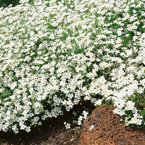 Arenaria Montana Seeds - Perennial Ground Cover Plant Seed - 2000 Seeds ...