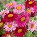 Chrysanthemum Seeds - Pyrethrum Coccineum Robinson's Mix Flower Seed ...
