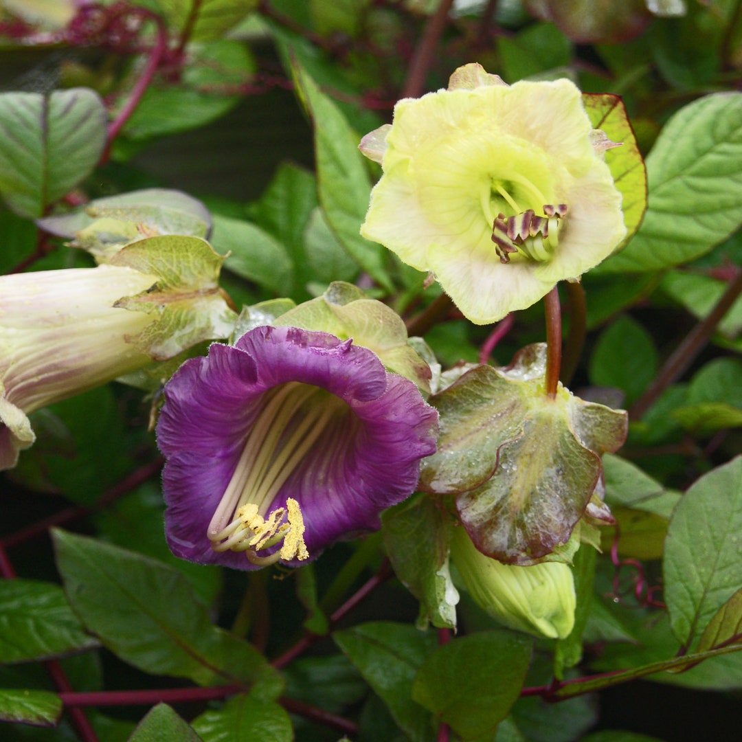 Cup & Saucer Vine Cobaea Scandens Vine Seed Mix - 200 Seeds - Etsy