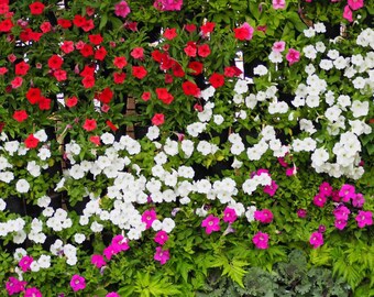 Gerbera Seeds Gerbera Daisy Flower Seed Mix 100 Seeds - Etsy