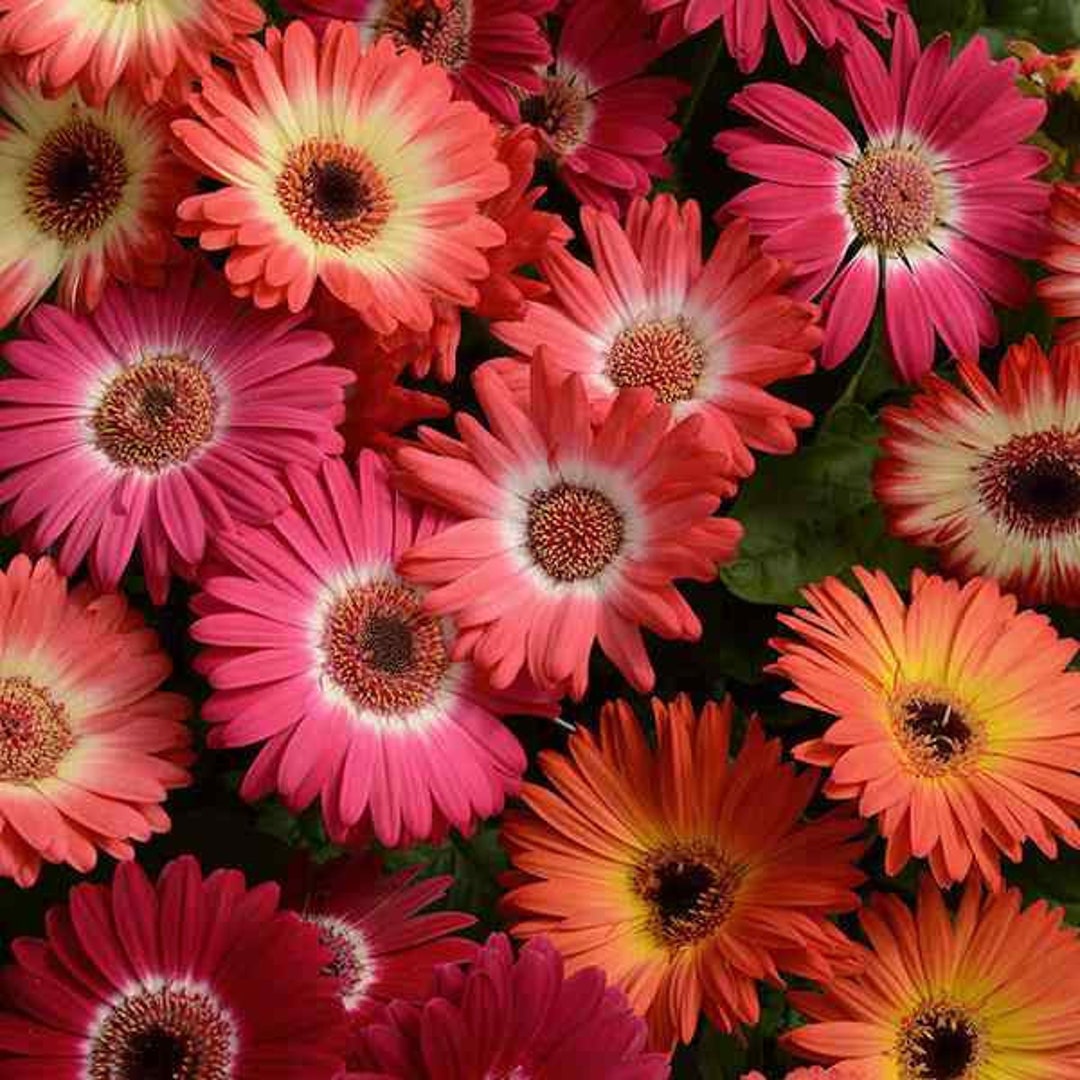 Gerbera Daisy Bicolor Flower Seed Mix - 20 Seeds - Etsy