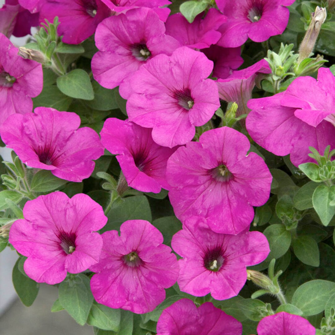 Easy Wave Spreading Petunia Neon Rose Flower Seeds - 30 Seeds - Etsy