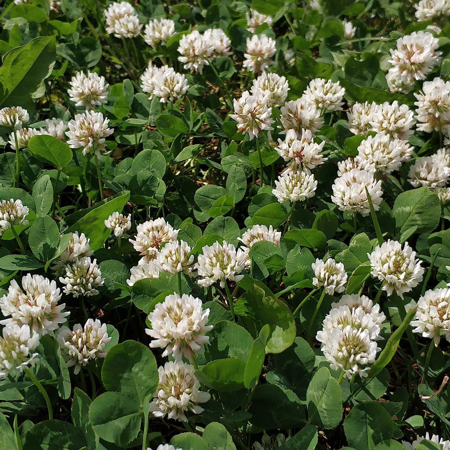 White Dutch Clover Seed for Erosion Control, Ground Cover, Lawn ...