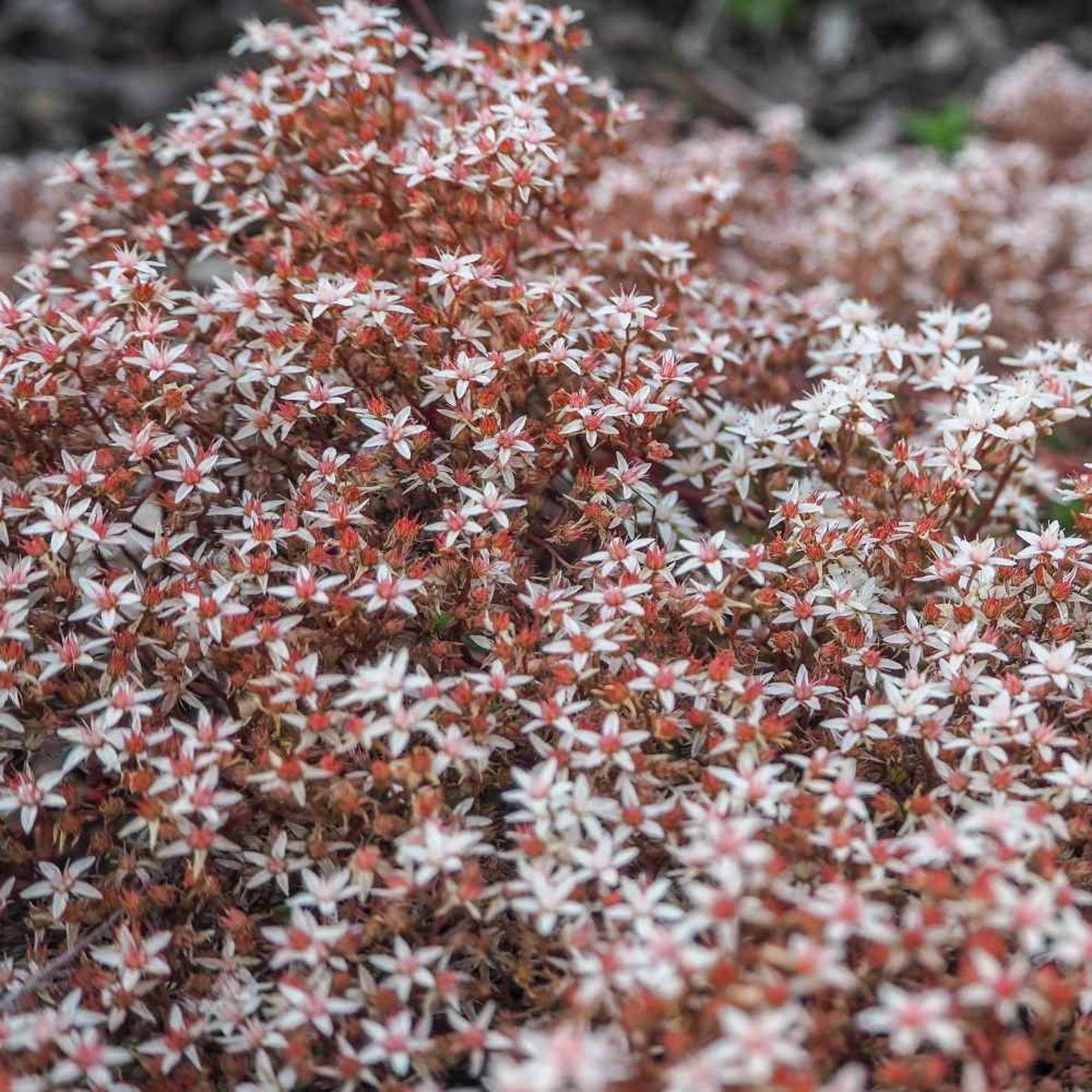 Sedum Stoloniferum Seed - Stolon Stonecrop Ground Cover Seeds - 2000 ...