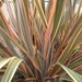Phormium Tenax New Hybrids - New Zealand Flax Ornamental Grass - 200 ...