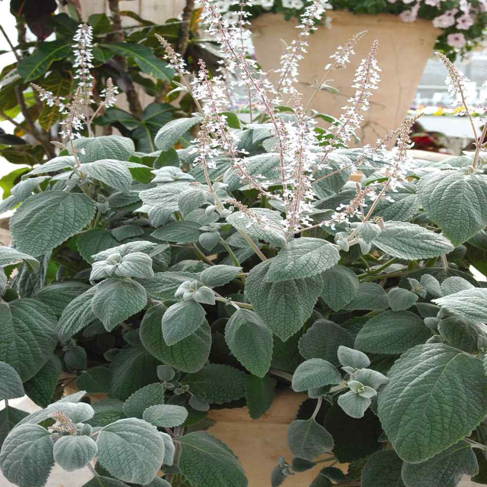 Plectranthus Argentatus Silver Shield Silver Spurflower Flower Seed 15 ...