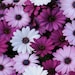 Drought Tolerant African Daisy Osteospermum Akila Flower Seed Plant Mix ...