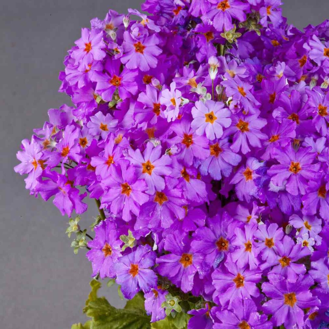 Fairy Primrose Seed - Primula Malacoides Lavender Flower Seeds - 1000 ...