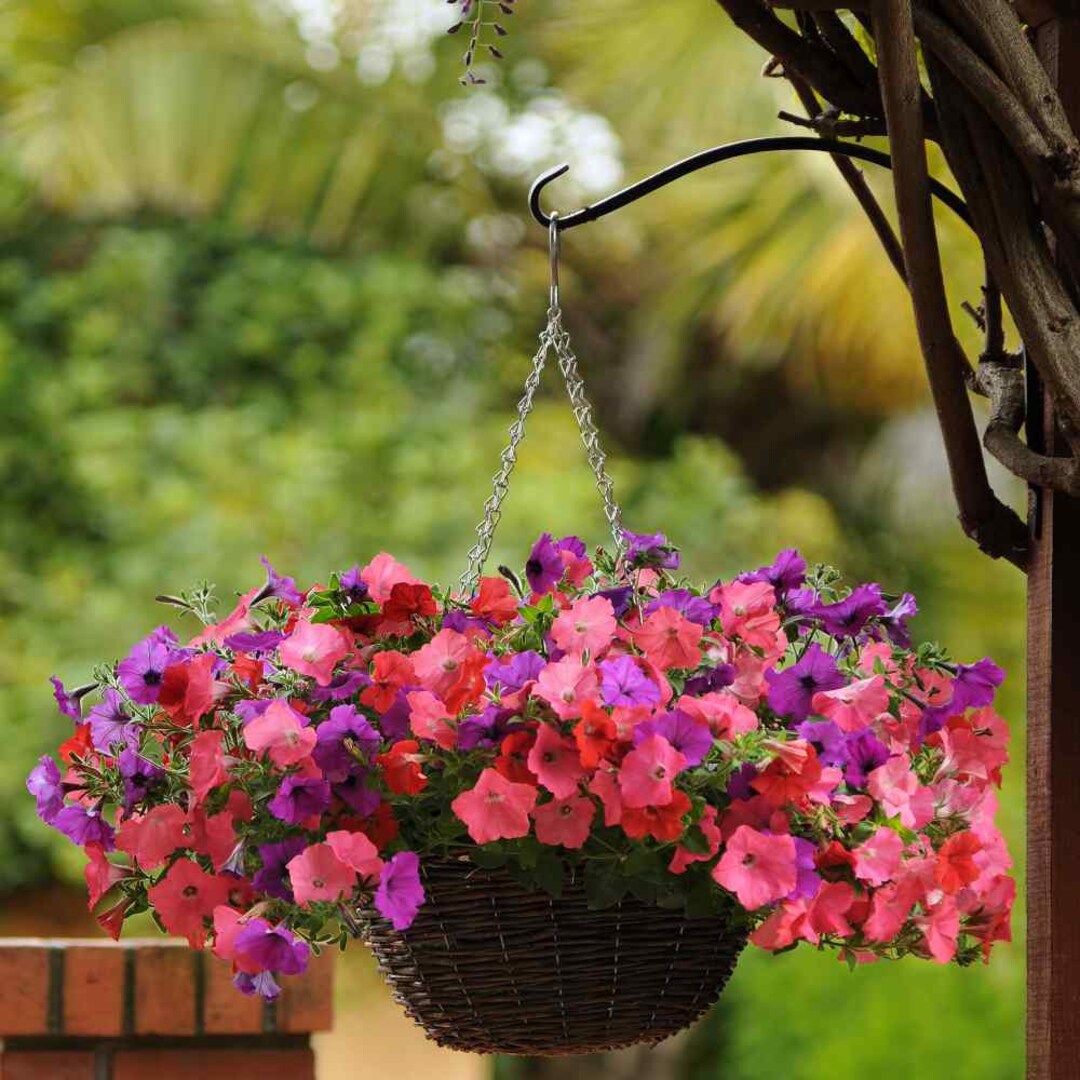 Easy Wave Spreading Petunia South Beach Garden Flower Mix - 30 Seeds - Etsy