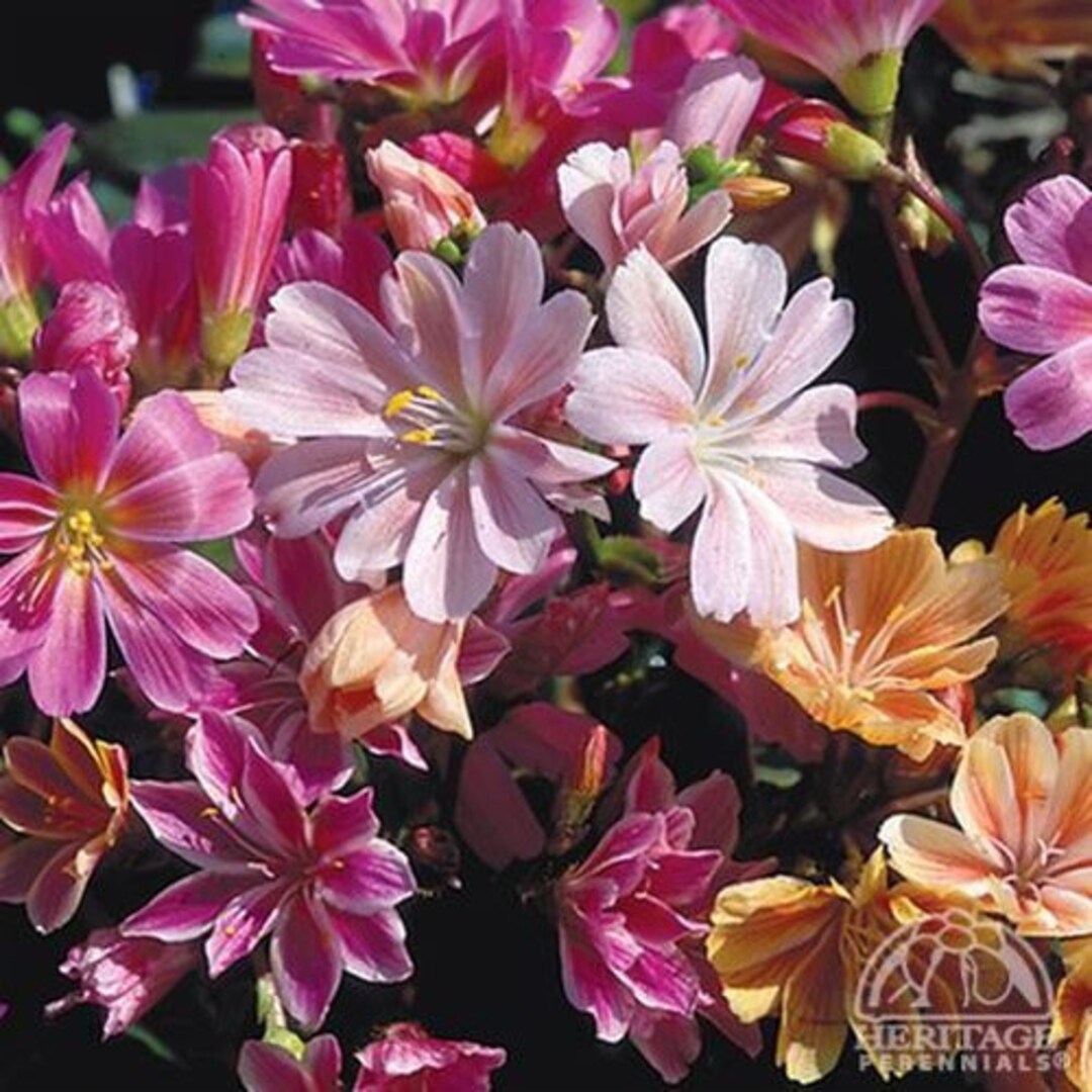 Lewisia Flower Seeds - Lewisia Sunset Strain - 25 Seeds - Etsy