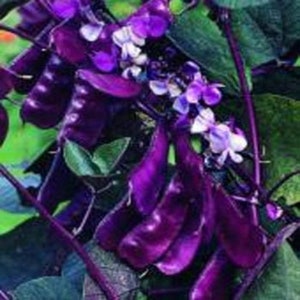 Hyacinth Bean Seed - Red Leaved Hyacinth Vine Flower Seeds - 100 Seeds ...