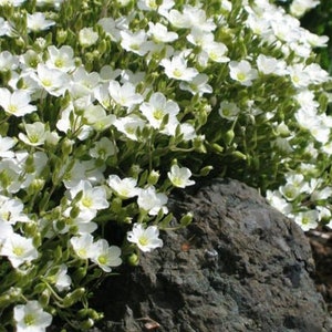 Arenaria Montana Seeds - Perennial Ground Cover Plant Seed - 2000 Seeds ...