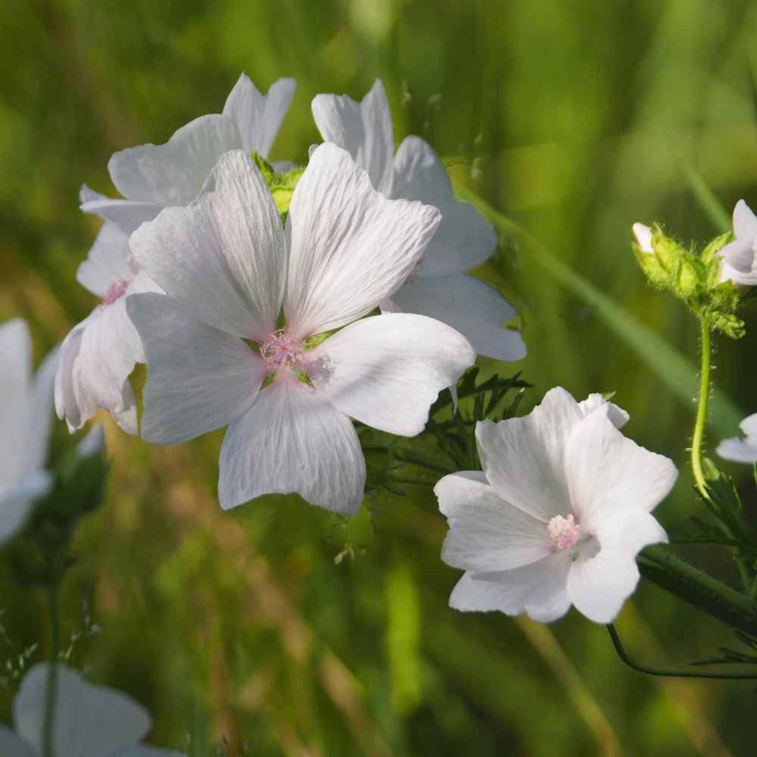 Hollyhock Malva Moschata White Musk Mallow Heat & Drought Tolerant ...