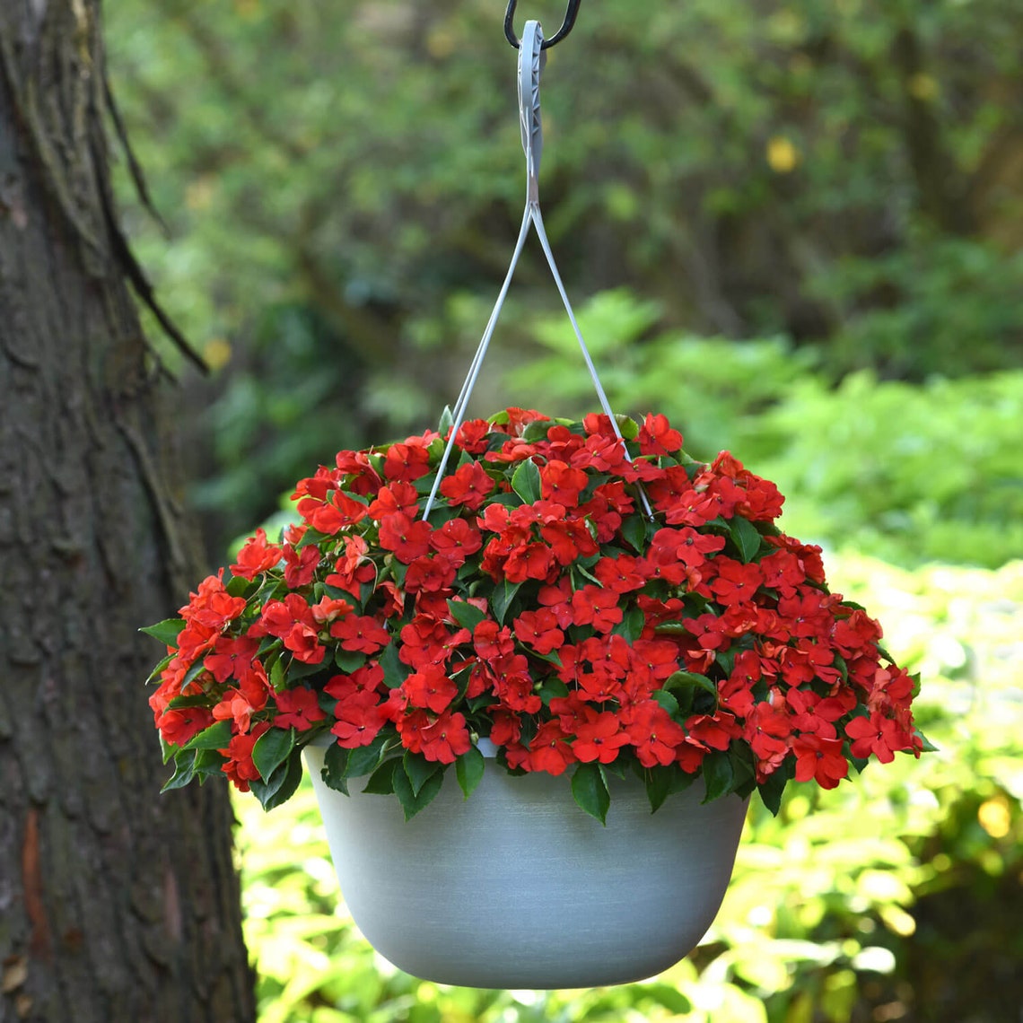 Bright Red Impatiens Container Plant Flower Seeds - 150 Seeds - Etsy