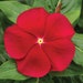 Drought Tolerant Upright Red Vinca Flower Seeds for Containers 50 Seeds ...