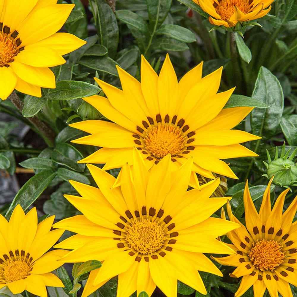 Drought Tolerant Yellow Treasure Flower Gazania Ground Cover - Etsy
