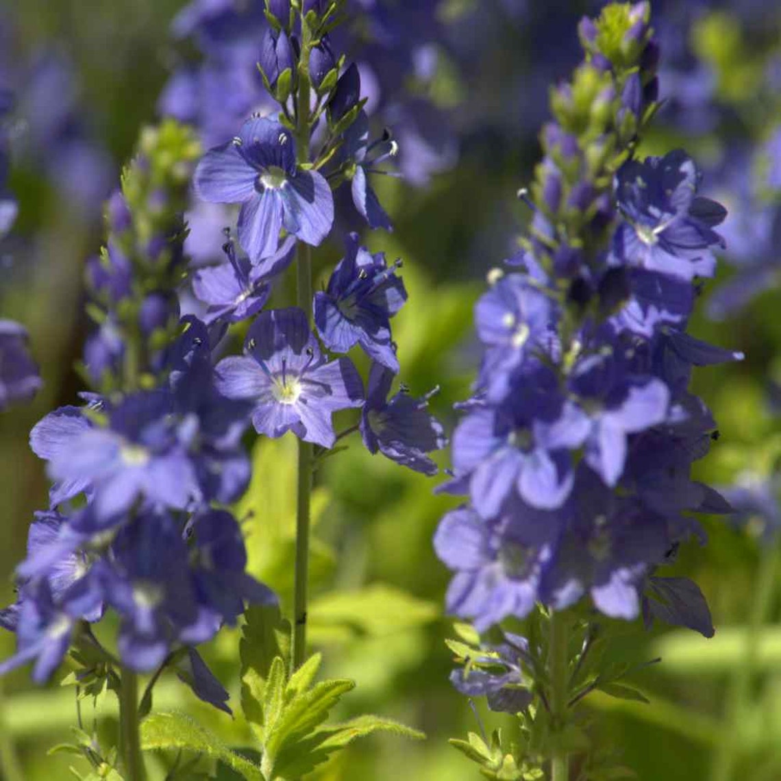 Polemonium Seeds Blue Jacob's Ladder Flower Seed 1000 - Etsy