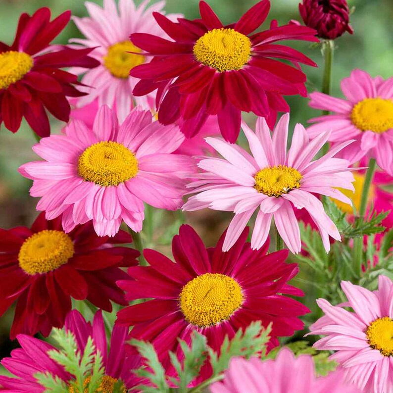 Chrysanthemum Seeds - Pyrethrum Coccineum Robinson's Mix Flower Seed ...